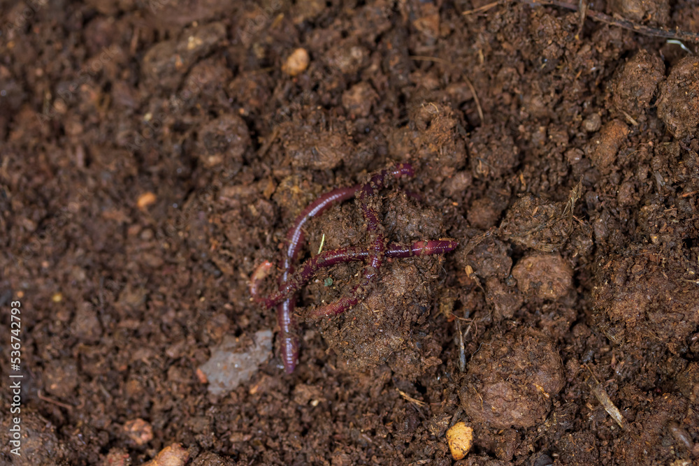 Earthworm moving on the fertile soil. Dendrobaena is a burrowing ...
