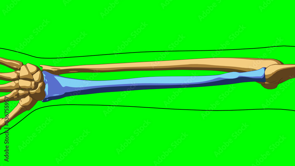 Human Skeleton Radius Bone Anatomy For Medical Concept 3d Illustration