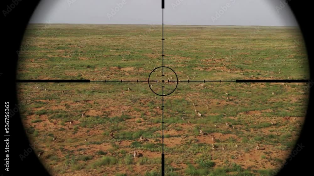 Saiga Antelopes in Gun Rifle Scope. Wildlife Hunting. Poaching ...
