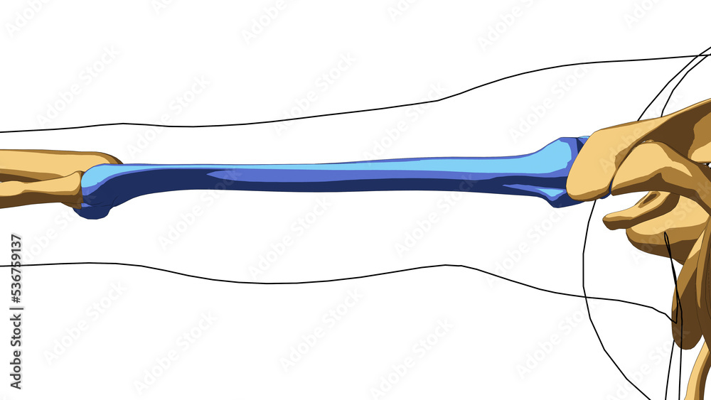 Human skeleton anatomy humerus bone for medical concept 3D illustration ...
