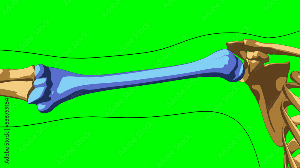 Human skeleton anatomy humerus bone for medical concept 3D illustration ...