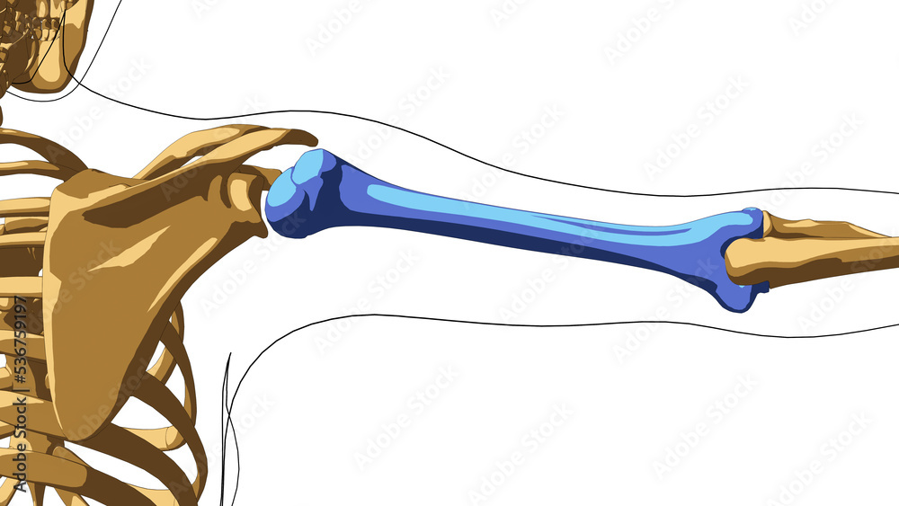 Human skeleton anatomy humerus bone for medical concept 3D illustration ...