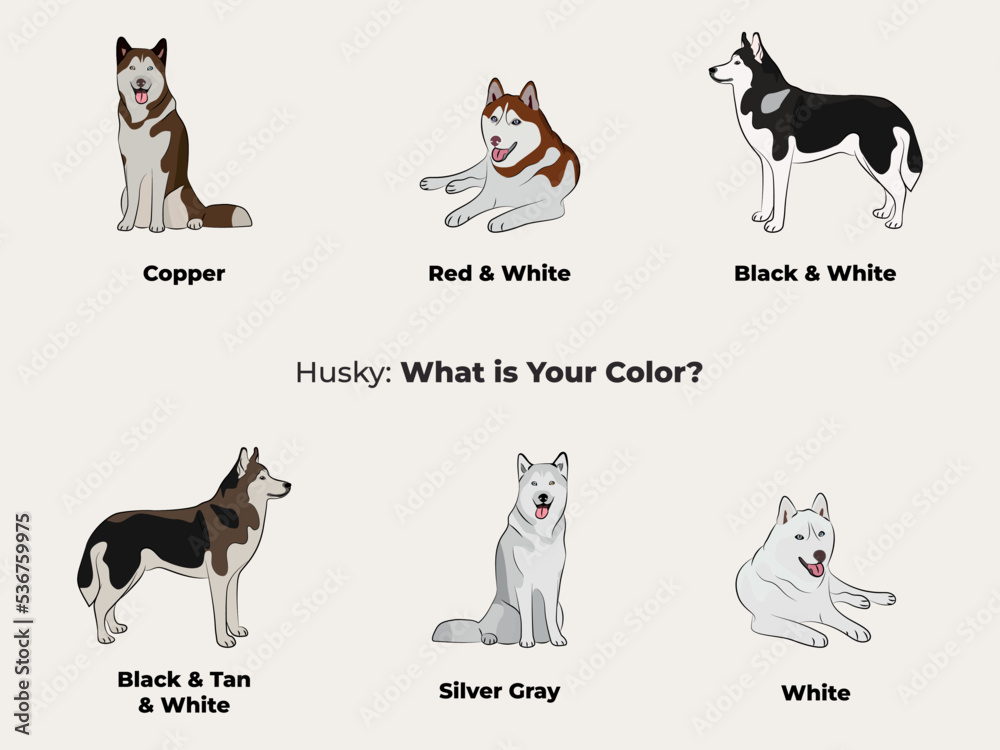 Husky drawing. Cute dog characters in various poses, designs for prints ...