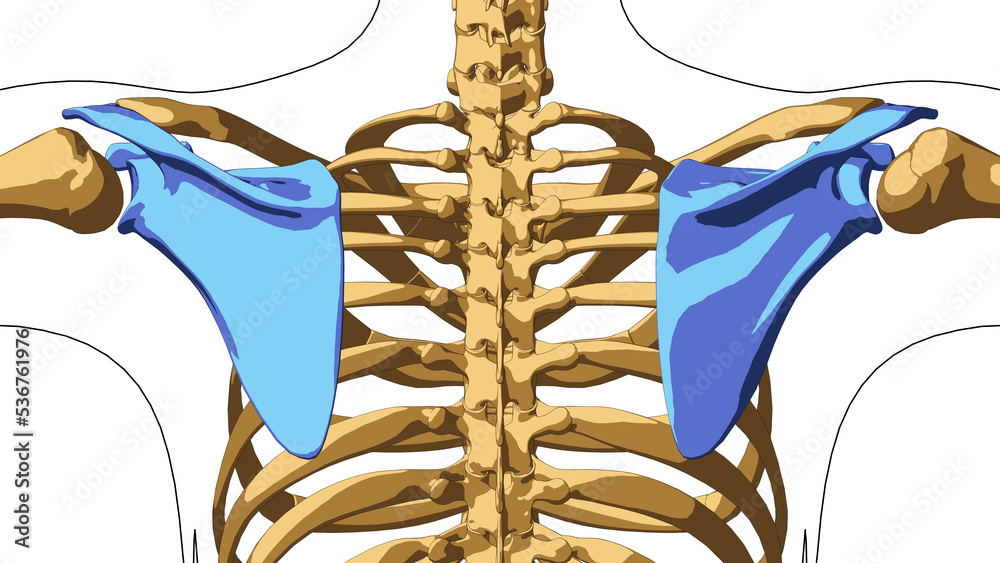 Human skeleton anatomy scapula bones for medical concept 3D ...