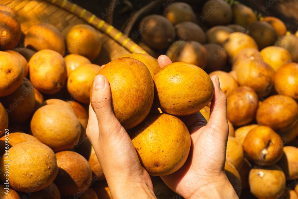 harvesting sapodilla fruit (manilkara zapota) has other name sawo ...