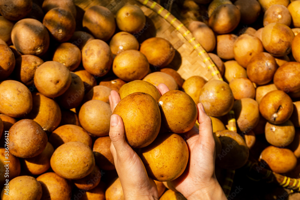 harvesting sapodilla fruit (manilkara zapota) has other name sawo ...