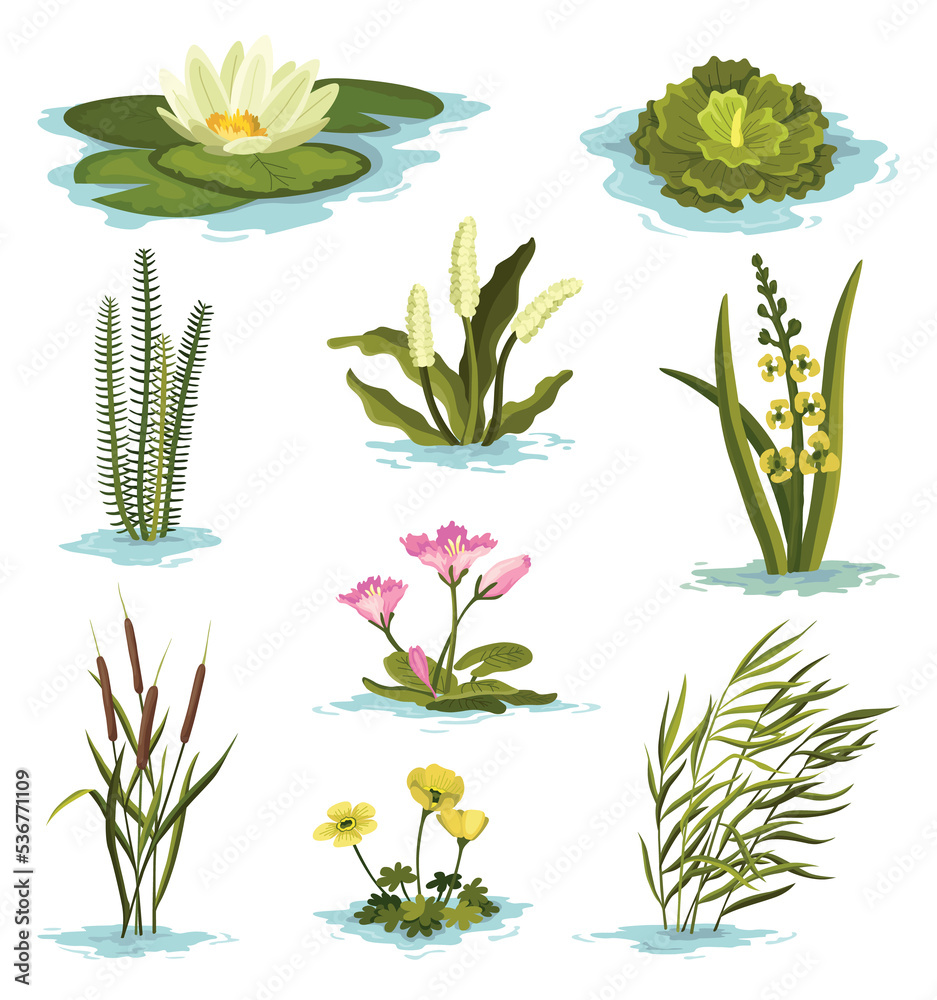 Marsh and wetland plants collection. Hand drawn botanical set. Reed ...