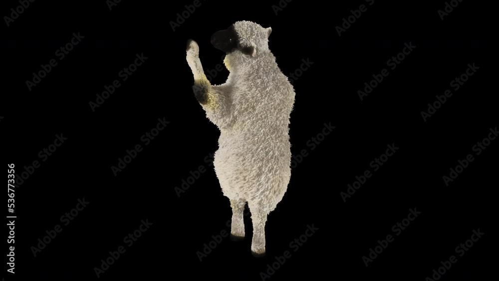 Sheep Dancing, Animal, 3d rendering, Animation Loop, cartoon, included ...