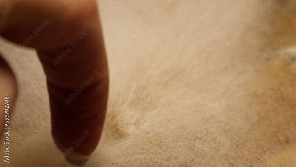 A large lump of mold looks like soft cotton wool. The mold is torn off ...