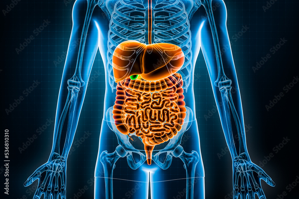 Human digestive system and gastrointestinal tract 3D rendering ...