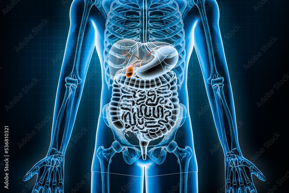Gallbladder and biliary tree 3D rendering illustration. Anterior or ...