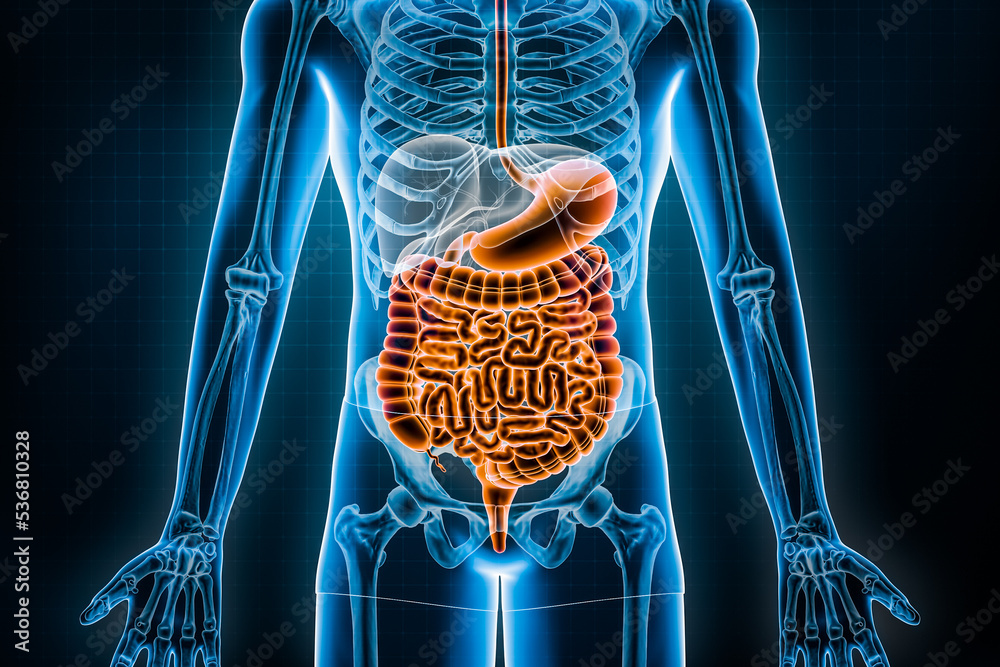 Intestinal tract 3D rendering illustration. Anterior or front view of ...