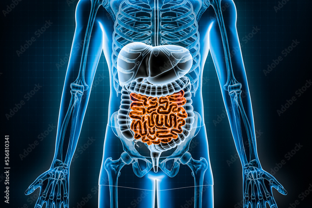 Human digestive system and gastrointestinal tract 3D rendering ...