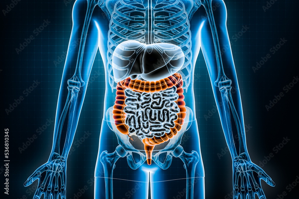 Large intestine 3D rendering illustration. Anterior or front view of ...