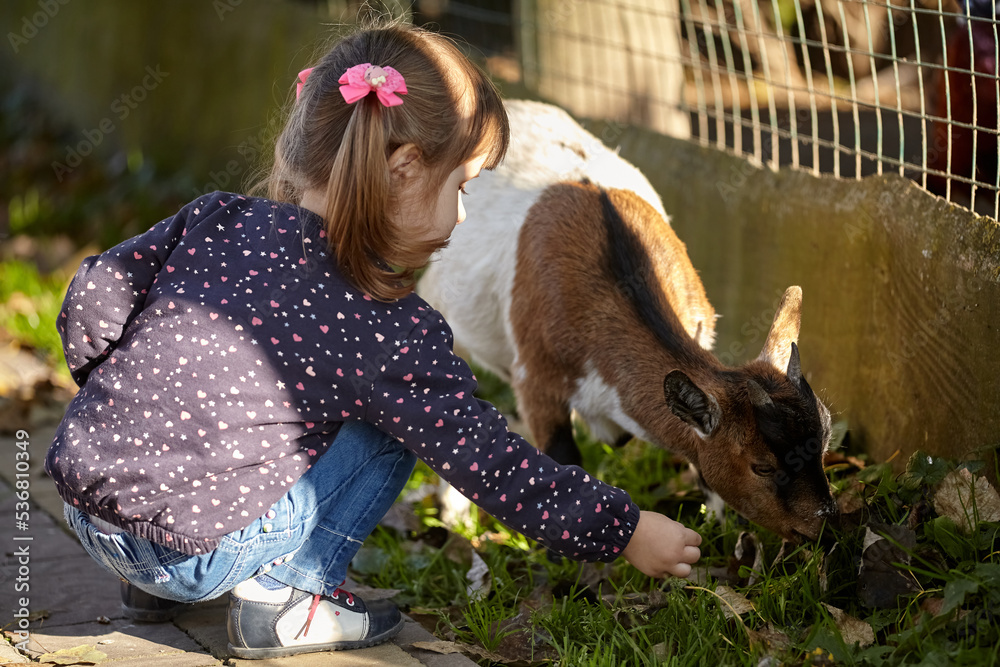 Little girl playing with a baby goat. Children outdoor activities pet ...