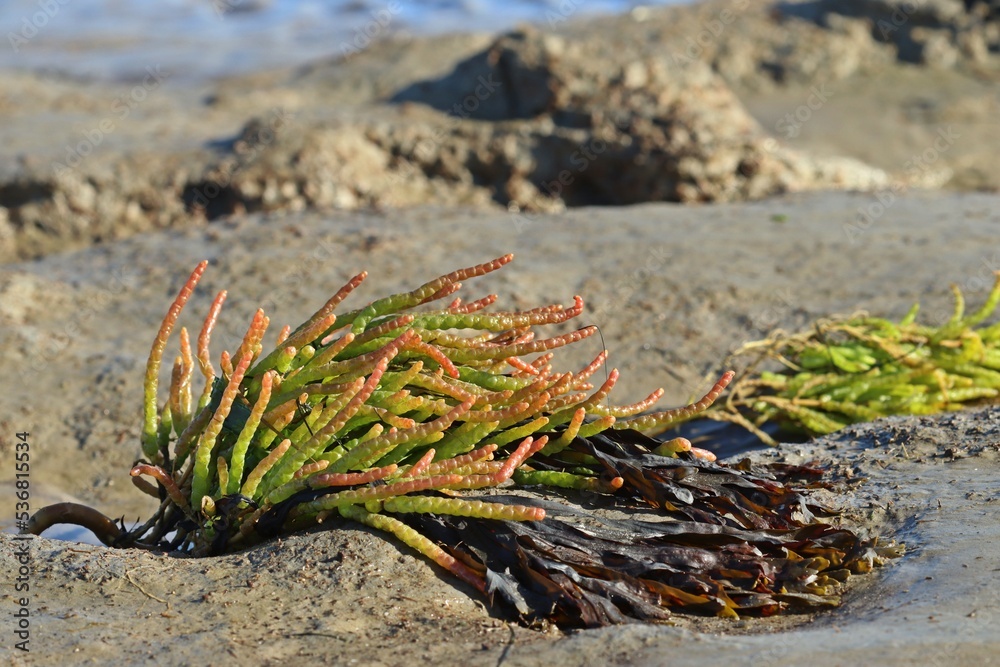 Europäischer Queller (Salicornia europaea agg.) im Nationalpark ...