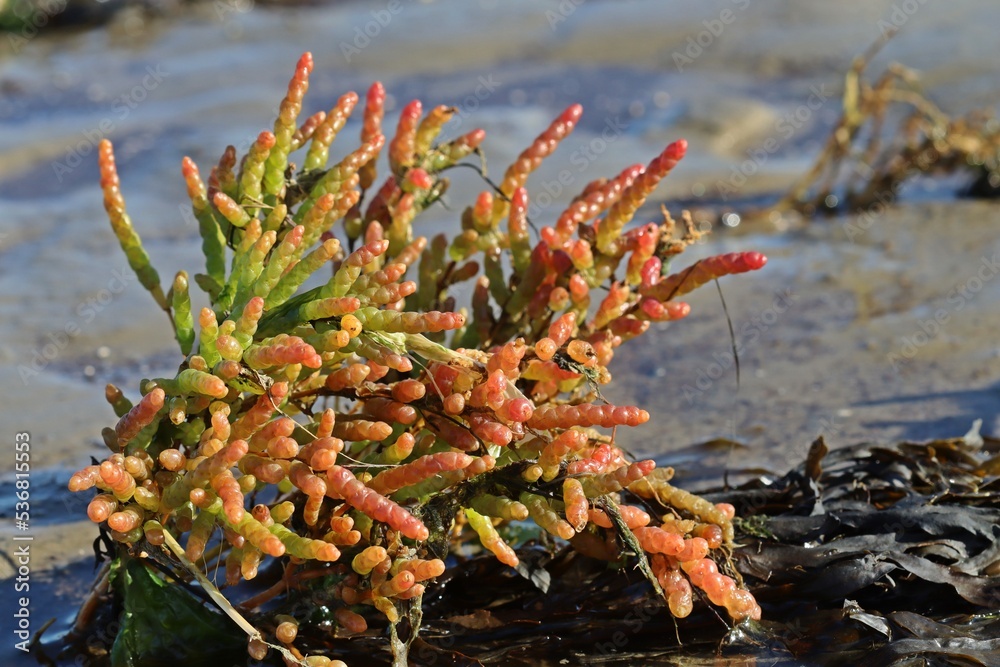 Foto de Europäischer Queller (Salicornia europaea agg.) im Nationalpark ...