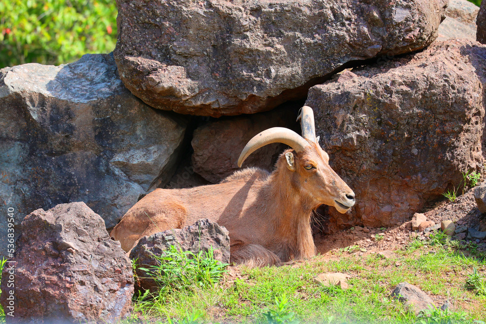 The Barbary sheep (Ammotragus lervia), also known as aoudad is a ...