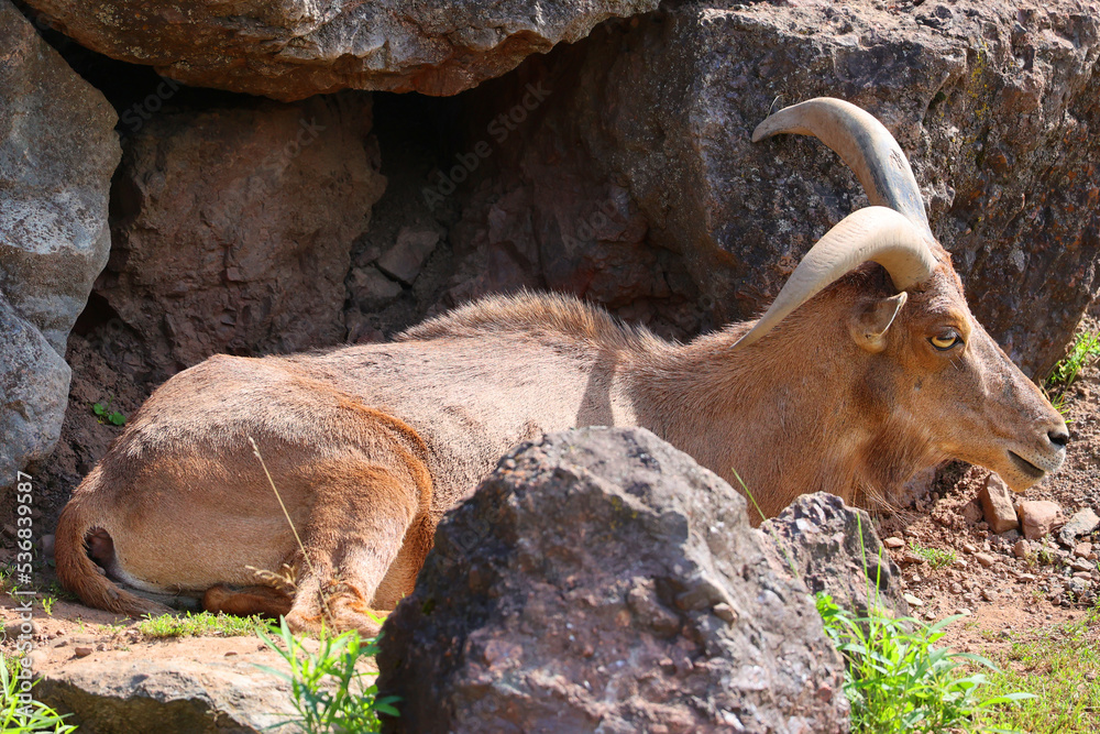 The Barbary sheep (Ammotragus lervia), also known as aoudad is a ...