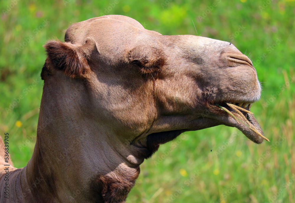 Camel is an ungulate within the genus Camelus, bearing distinctive ...