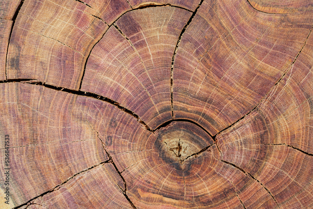 Closeup of cracked plum tree wood slice. Annual growth rings. Tree ...