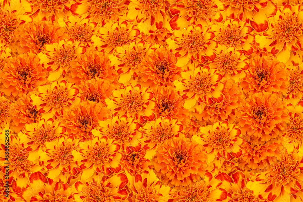Foto de Vivid Close up of a mural full of beautiful orange flowers of ...