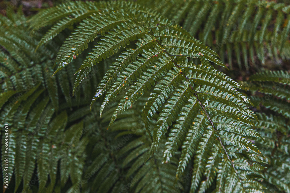 Perfect natural fern pattern. Beautiful tropical background made with ...