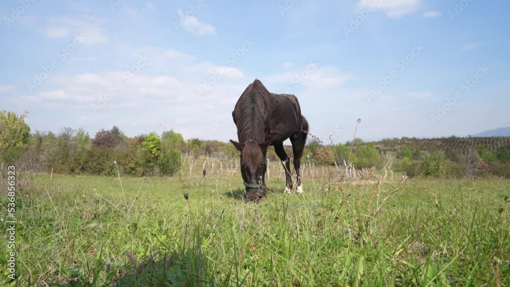 One horse in the field in sunny summer day tied in nature no people ...