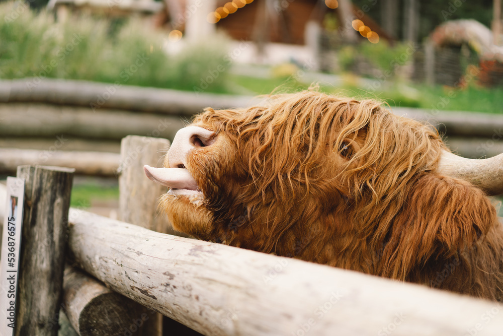 Beautiful Highland cattle on the farm. Animals on farming, agriculture ...