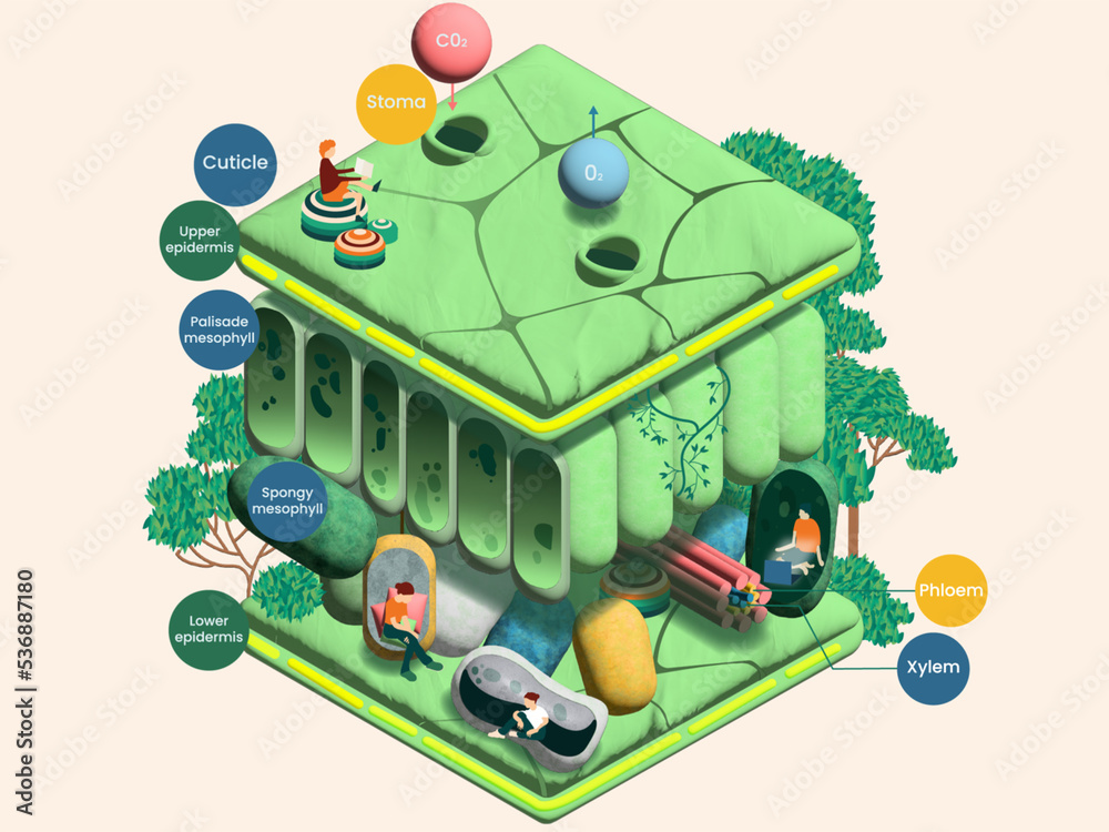 2D and 3D Illustrations of Leaf Structure with Labels to Create a ...