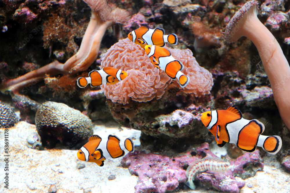 Sea anemone and clown fish in marine aquarium. Horizontal banner with ...