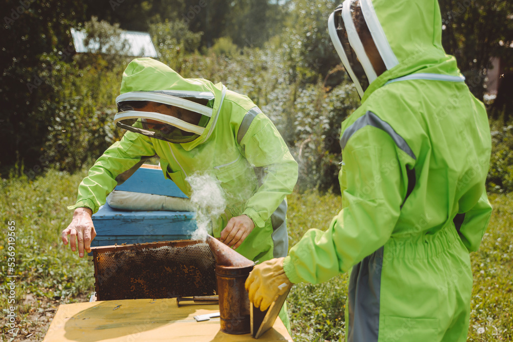Beekeeper with colleague holding bee smoker examining beehive at apiary ...