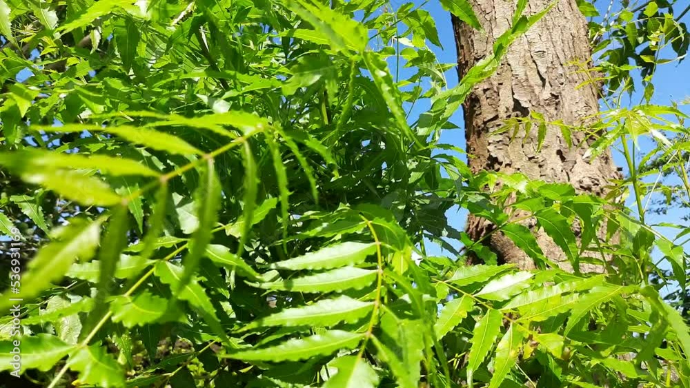 Neem leaves in tree. It's other names Azadirachta indica, nimtree and ...