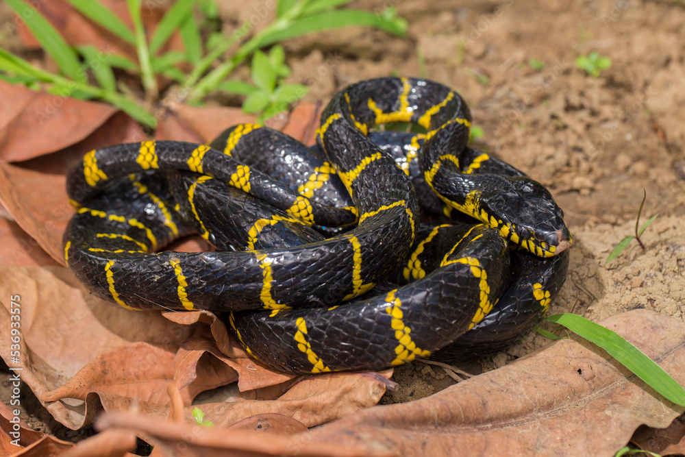Boiga dendrophila, commonly called the mangrove snake or gold-ringed ...