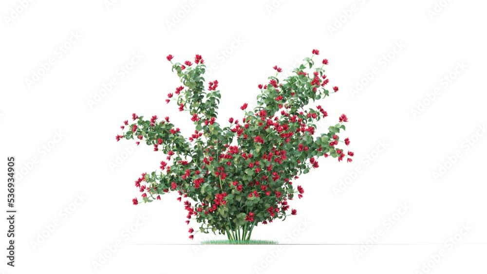 Peonies flower on a white background 3D animation and Flowering shrubs ...