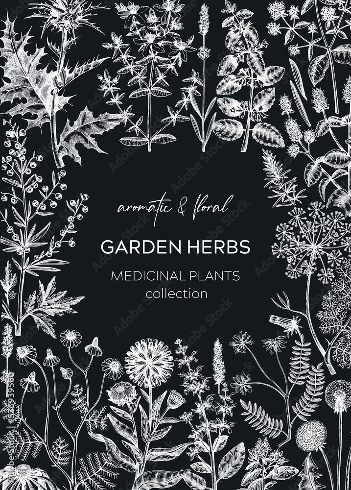 Vintage herbs card design on chalkboard. Aromatic plants frame. Herbal ...