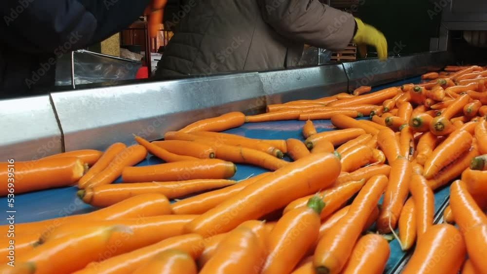 Female Workers Working On Carrot Packing Line In Distribution Warehouse ...