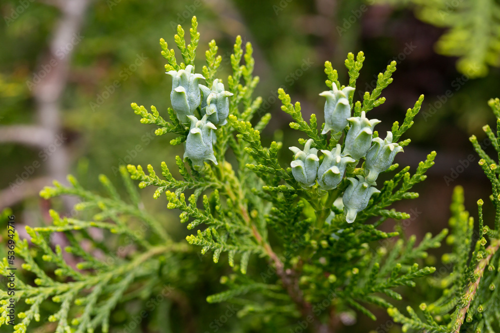 Foto de Amazing blue seeds of thuja tree Platycladus orientalis ...