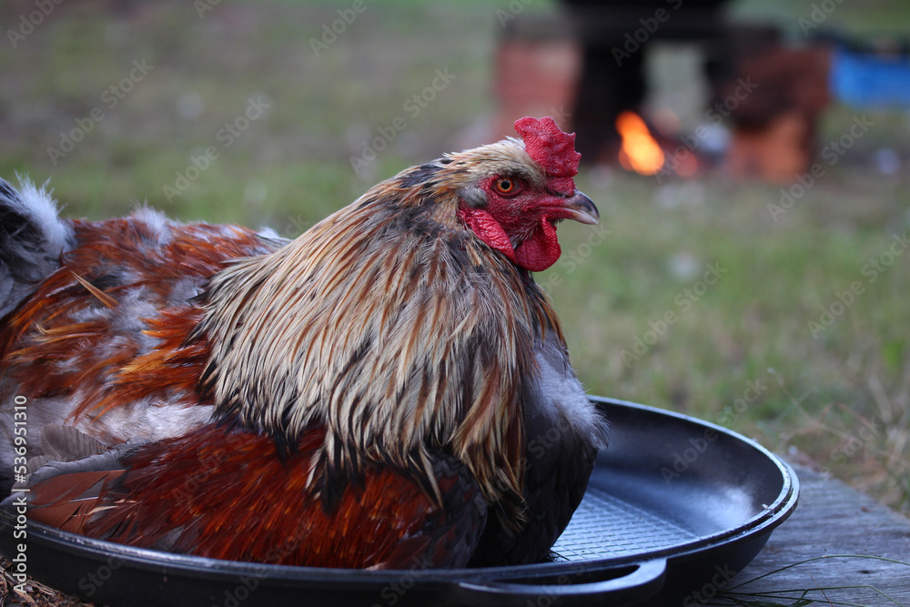 Rooster on the cast iron and cauldron on fire on the background ...