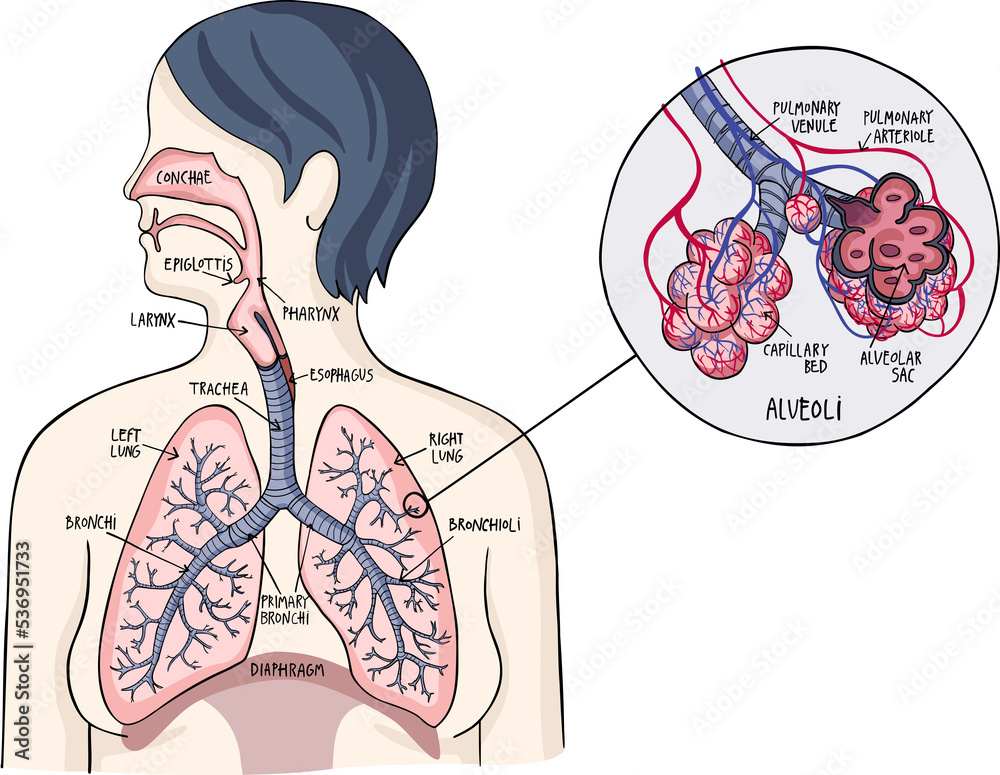 Human Respiratory System.Trachea, lungs and alveoli. Hand drawn ...