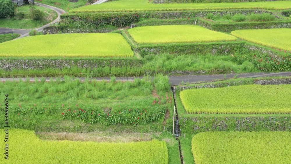 山間の急傾斜地に広がる棚田と彼岸花 Stock Video | Adobe Stock