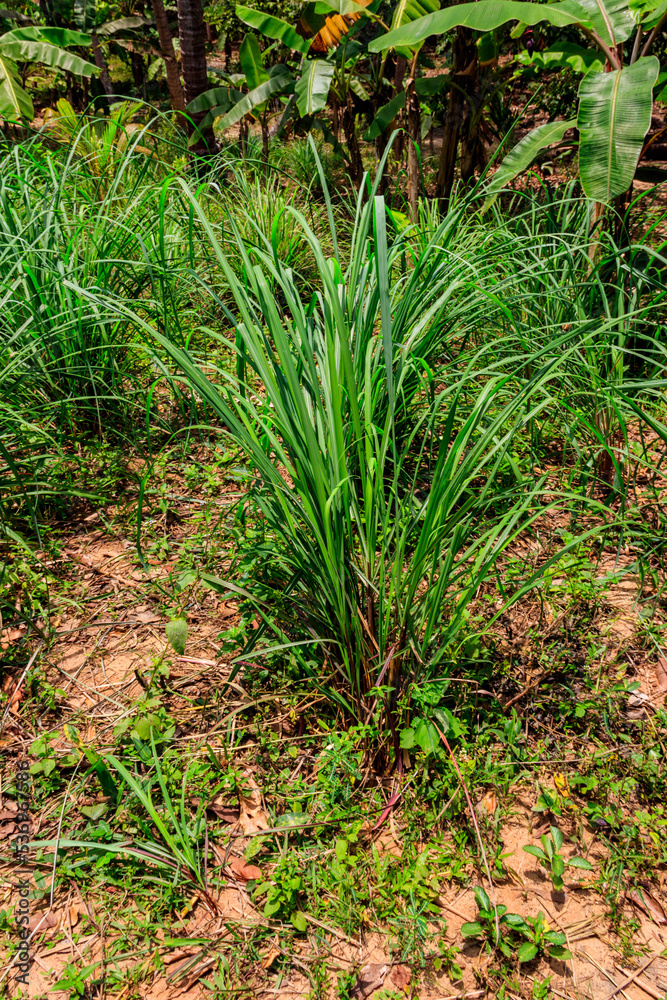 Cymbopogon Also Known As Lemongrass Barbed Wire Grass Silky Heads Cochin Grass Malabar