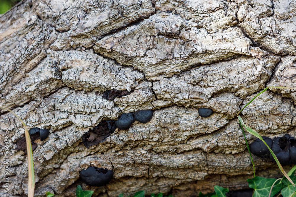 Tree bark with fungus. Daldinia concentrica. King Alfred’s cakes, coal ...