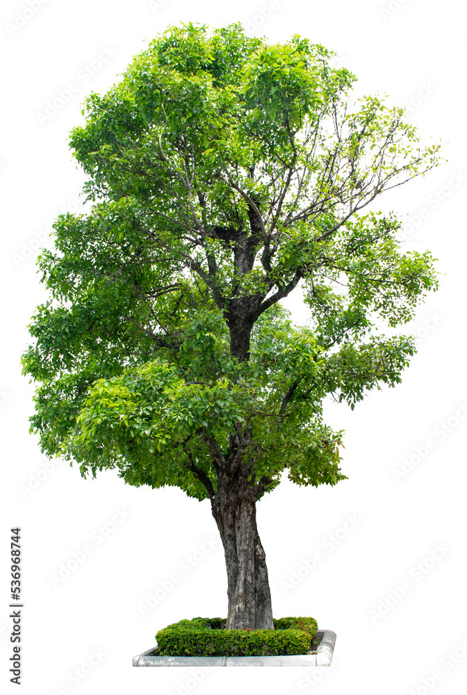 Trees isolated on white background, tropical trees isolated used for ...