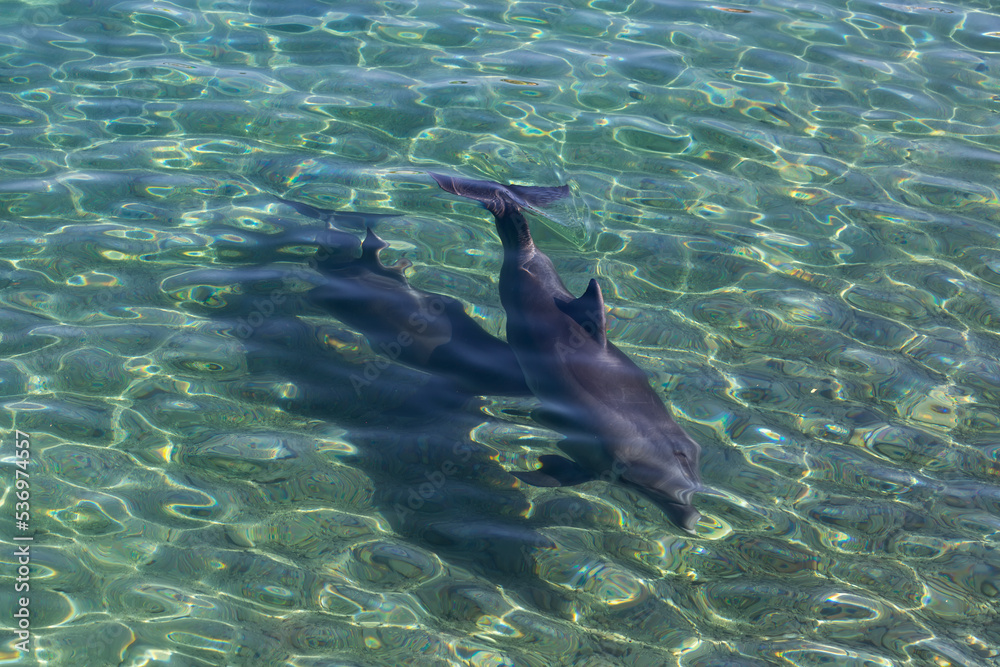 Common Bottlenose Dolphins at water's Surface. Two of dolphins swimming ...