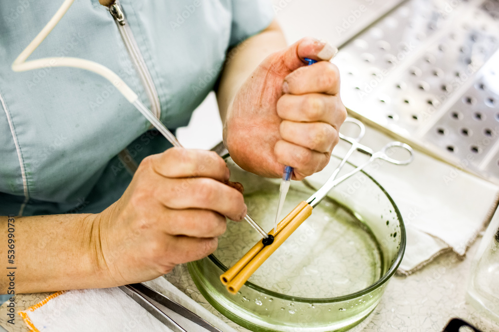 Extraction of medicinal leech extract on laboratory. Cosmetic ...