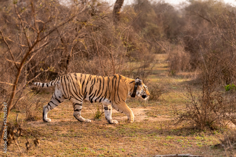 wild bengal female Tiger or panthera tigris tigris with tracking collar ...