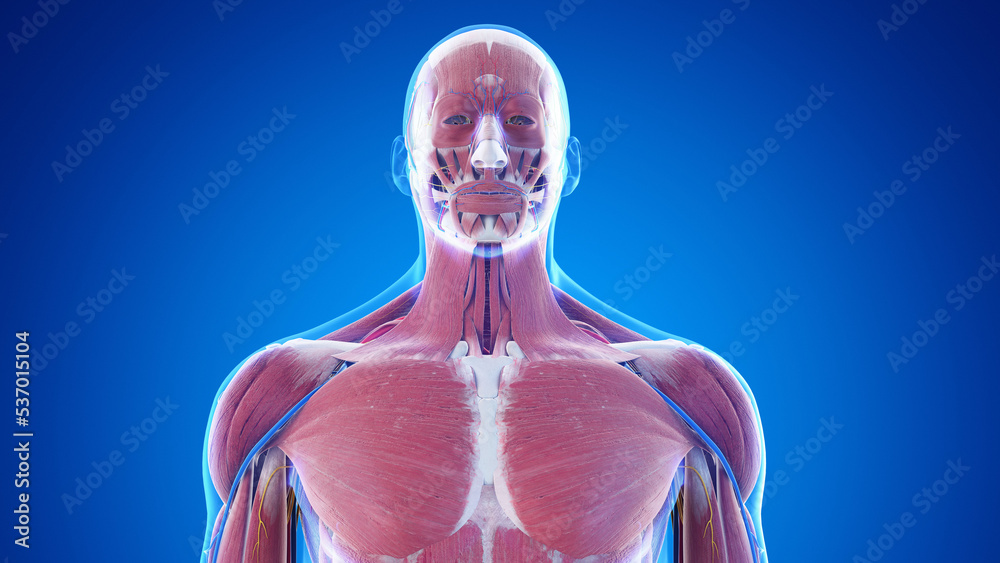 3d rendered medical illustration of the male upper body anatomy Stock ...