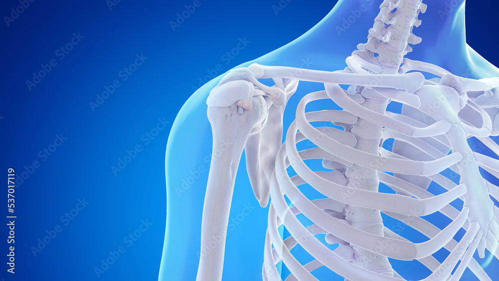 3d rendered medical illustration of the bones and ligaments of the ...