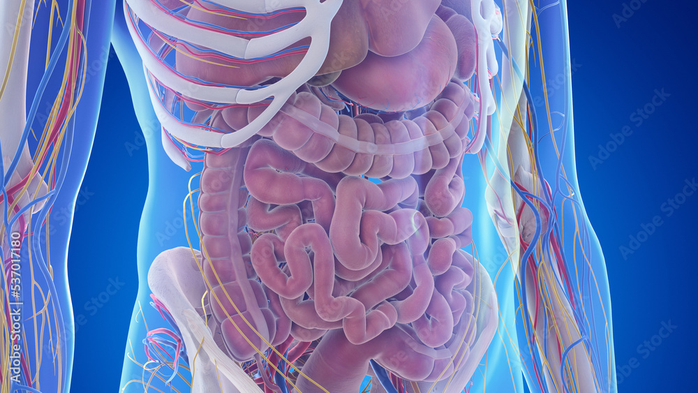 3d rendered medical illustration of the abdominal anatomy Stock ...